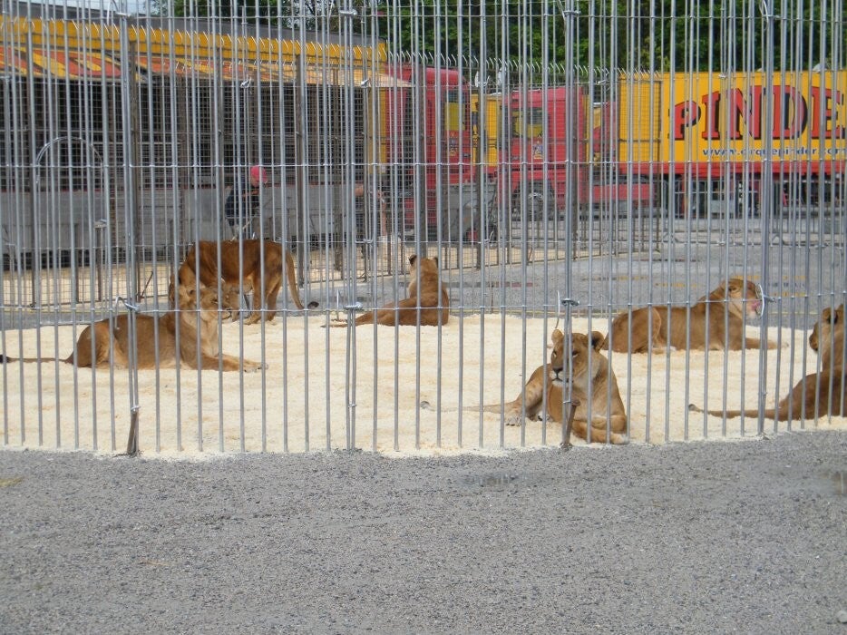 zoo / CIRQUE PINDER JEAN RICHARD / sommaire | ﻿﻿A la découverte de la ...