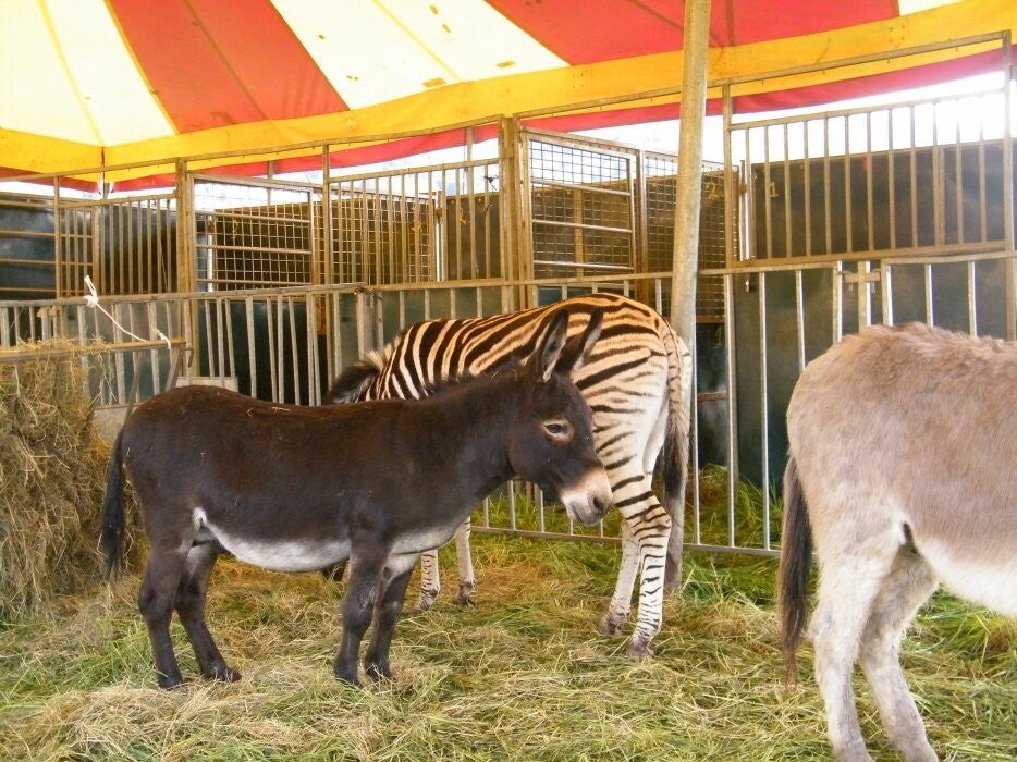 zoo / CIRQUE PINDER JEAN RICHARD / sommaire | ﻿﻿A la découverte de la ...