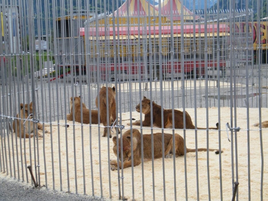 zoo / CIRQUE PINDER JEAN RICHARD / sommaire | ﻿﻿A la découverte de la ...