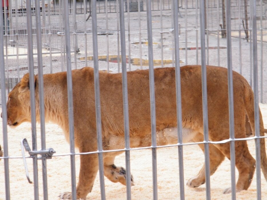 zoo / CIRQUE PINDER JEAN RICHARD / sommaire | ﻿﻿A la découverte de la ...
