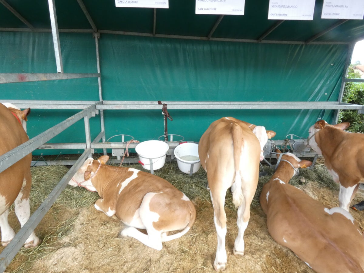 Simmental (race bovine) / Nature / sommaire | ﻿﻿A la découverte de la ...
