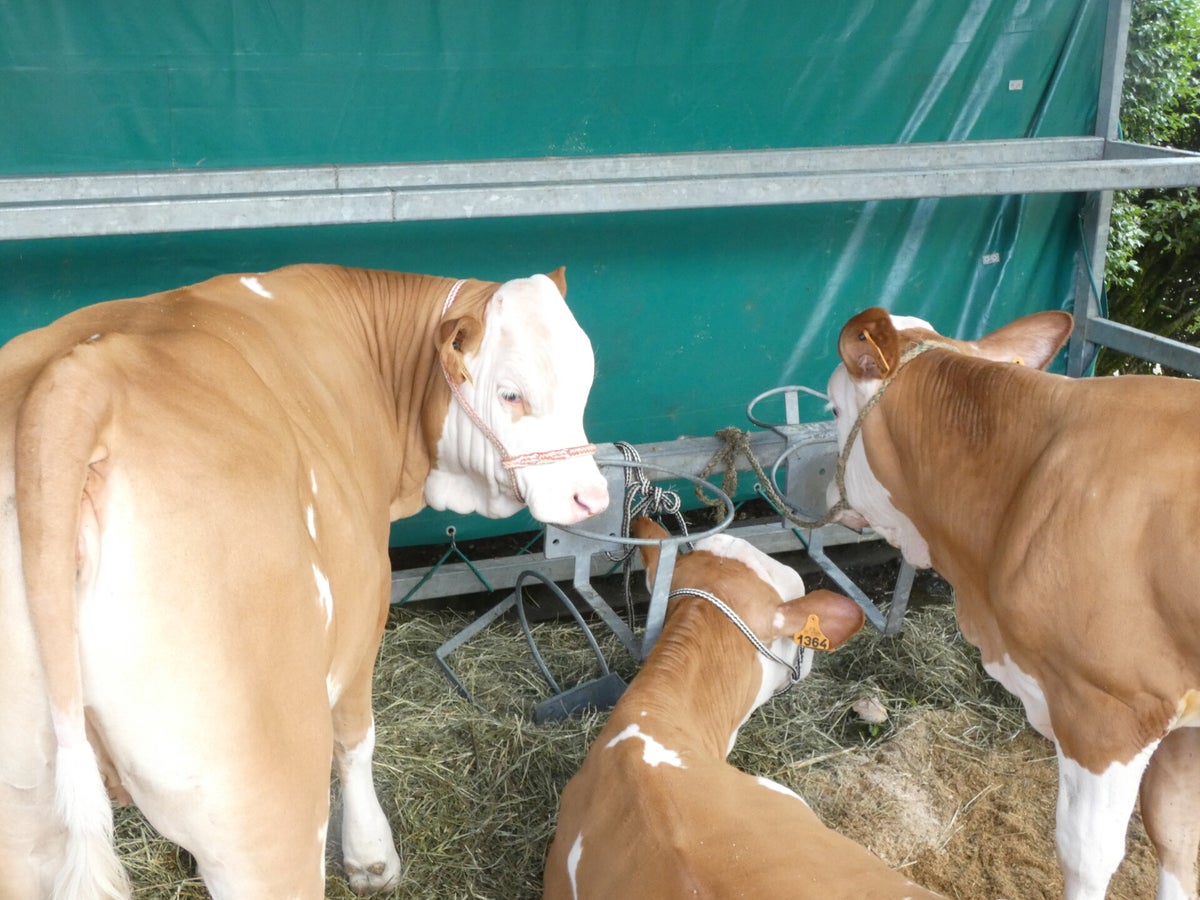 Simmental (race bovine) / Nature / sommaire | ﻿﻿A la découverte de la ...