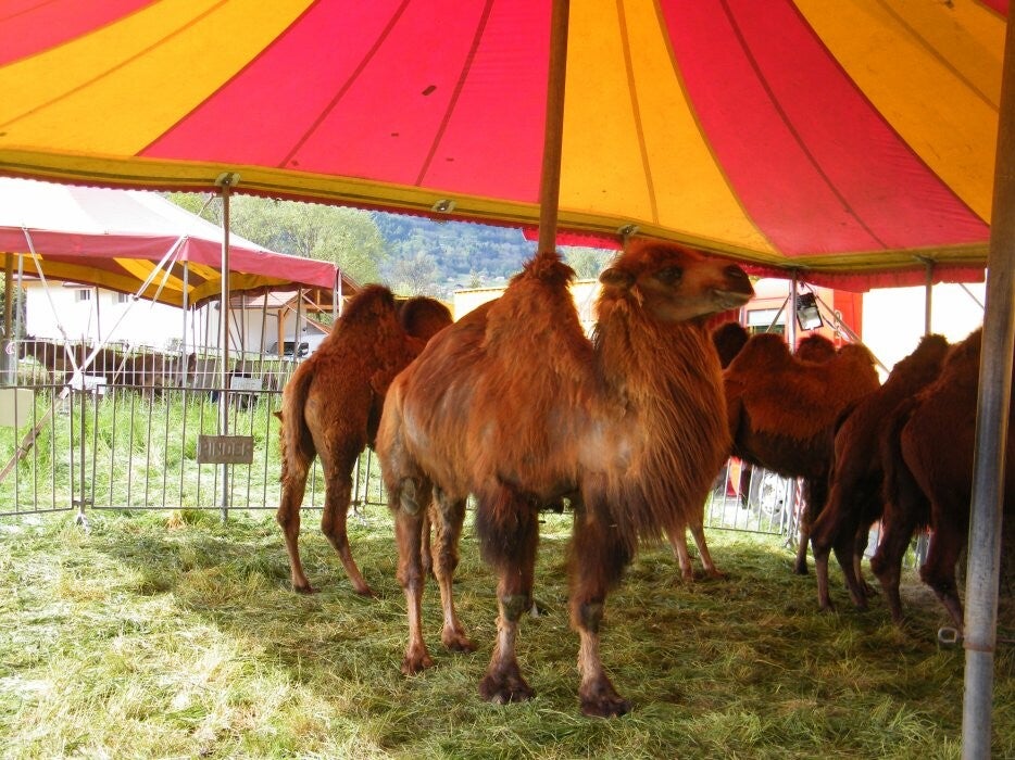 zoo / CIRQUE PINDER JEAN RICHARD / sommaire | ﻿﻿A la découverte de la ...