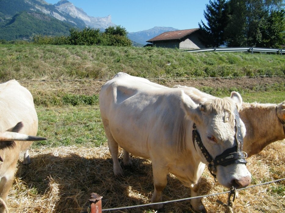 Domancy Fête à l'Ancienne / Haute-Savoie / AUVERGNE RHONE ALPES ...