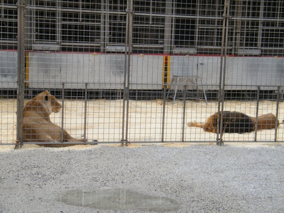 zoo / CIRQUE PINDER JEAN RICHARD / sommaire | ﻿﻿A la découverte de la ...