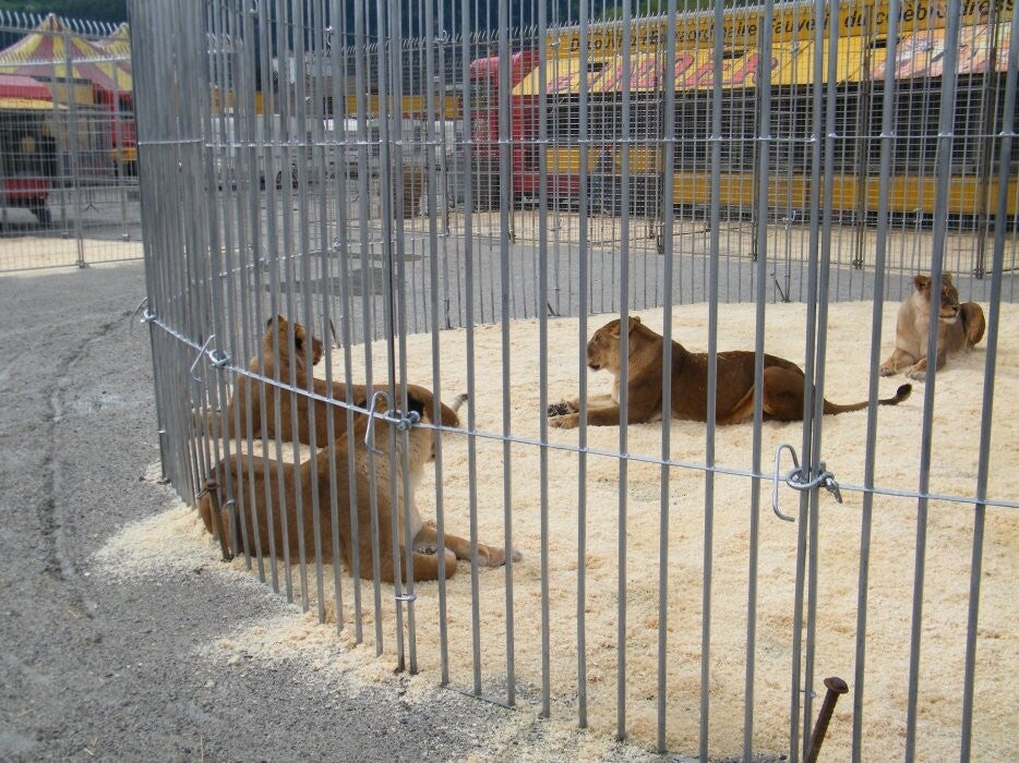 zoo / CIRQUE PINDER JEAN RICHARD / sommaire | ﻿﻿A la découverte de la ...