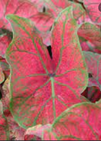 Caladium knollen
