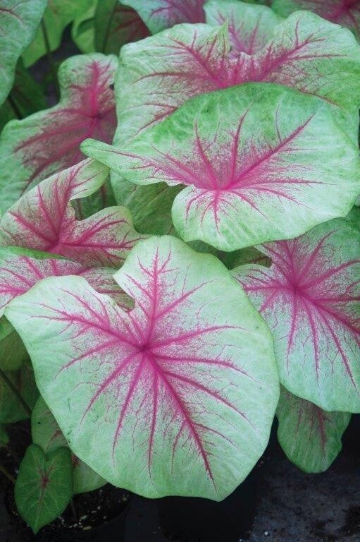 Caladium knollen