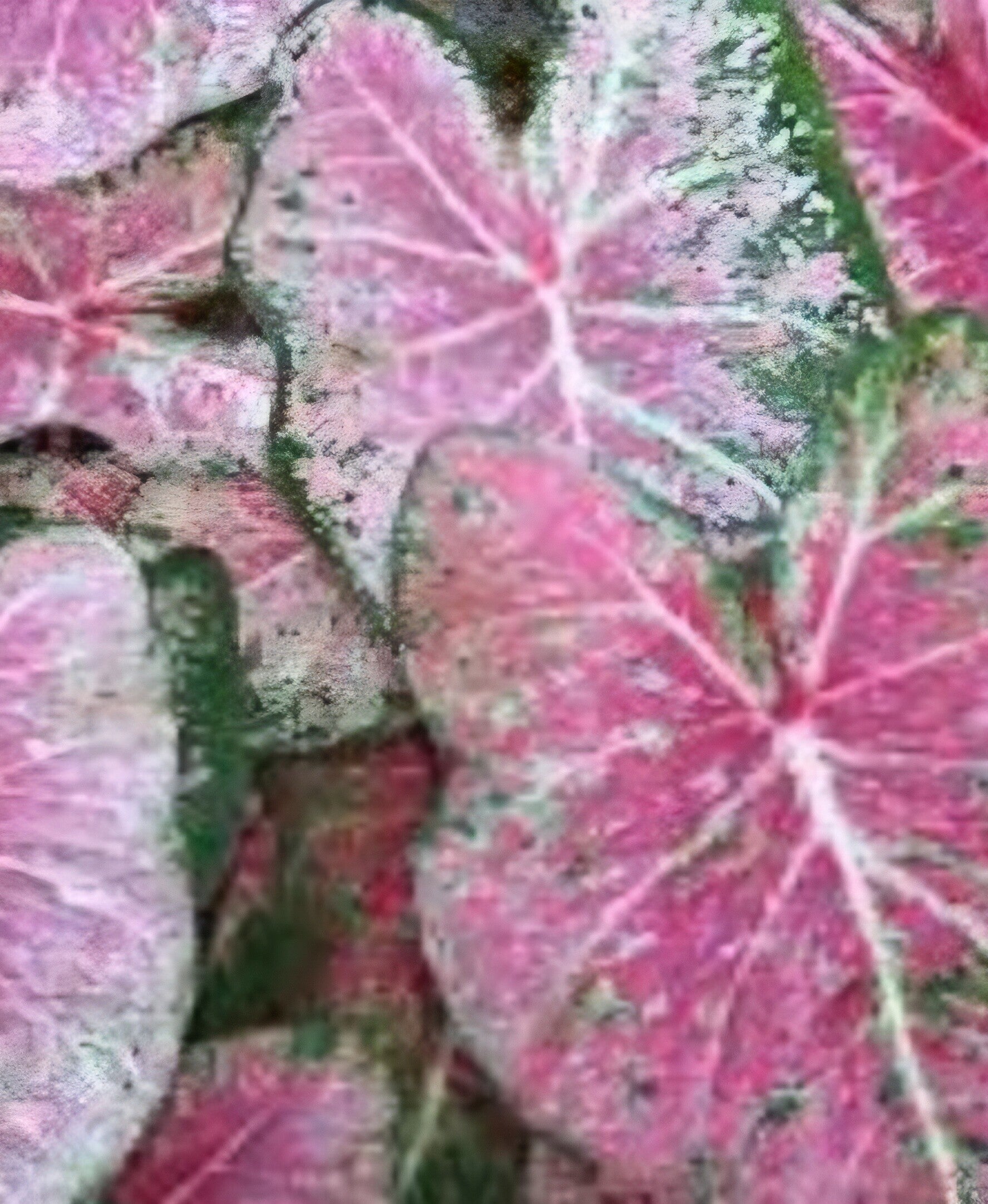Caladium knollen