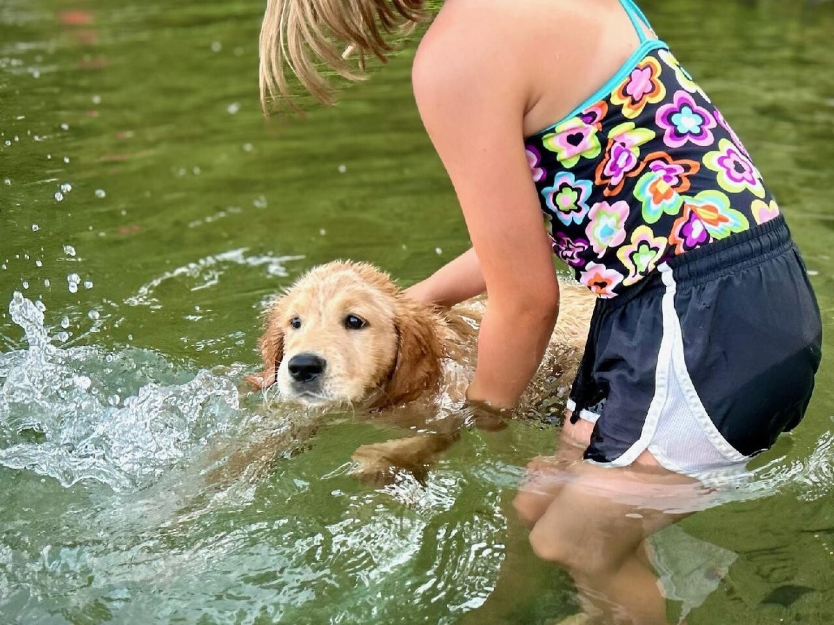 Available Puppies | Fish Hill Golden Retrievers