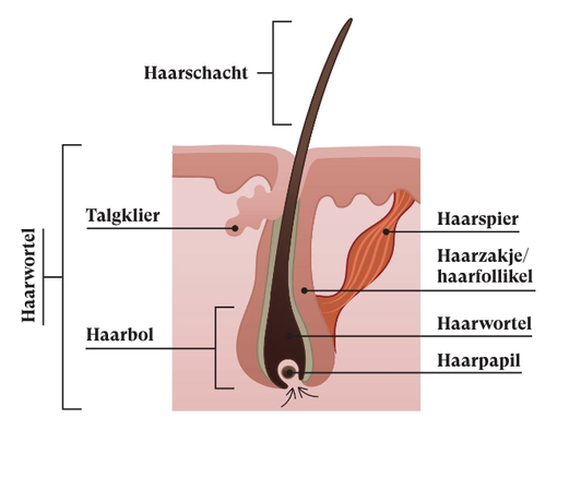 Opbouw van het haar / Haar | HaarverzorgingStudieHulp
