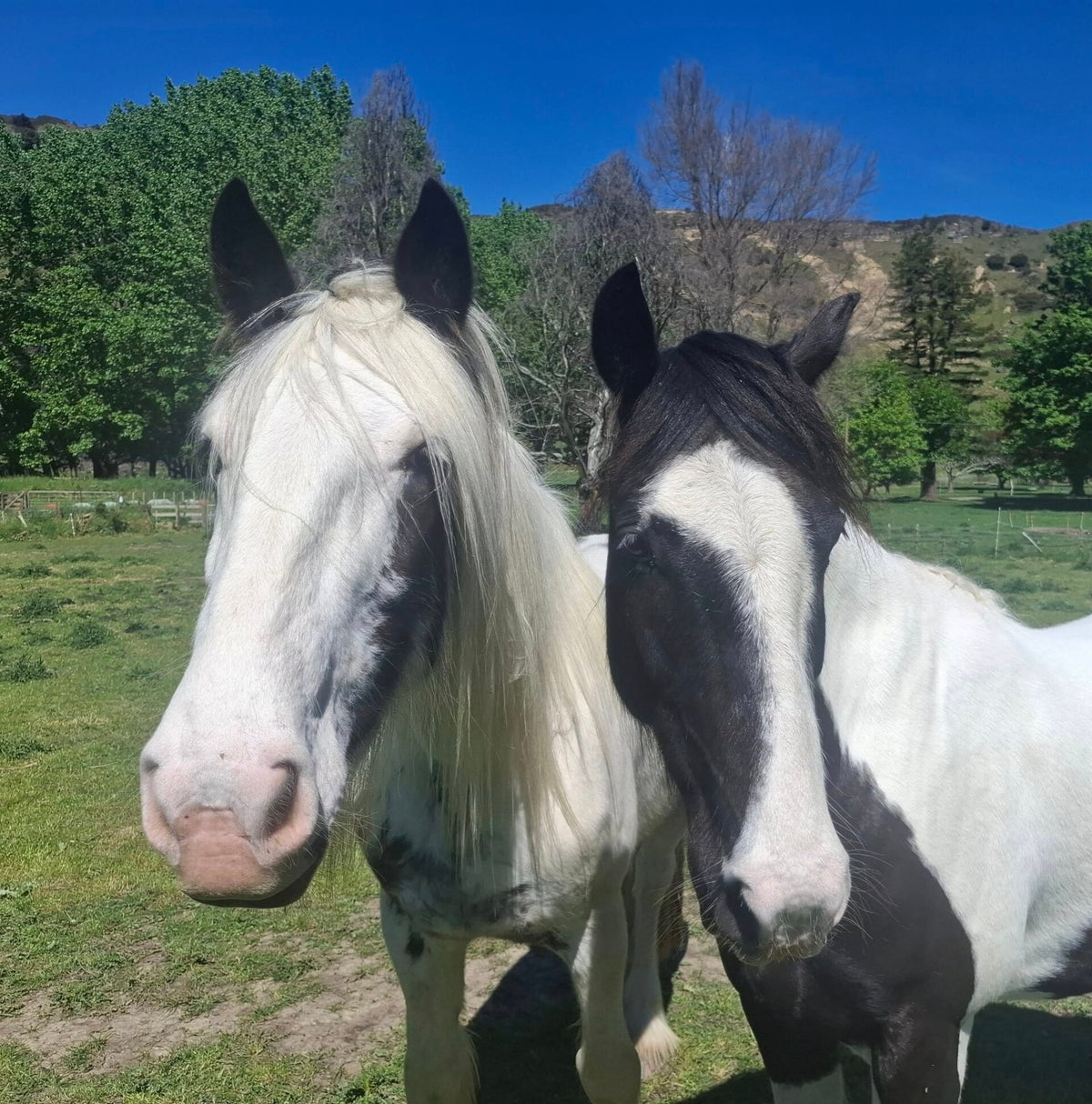 Articles | Kintail Equine