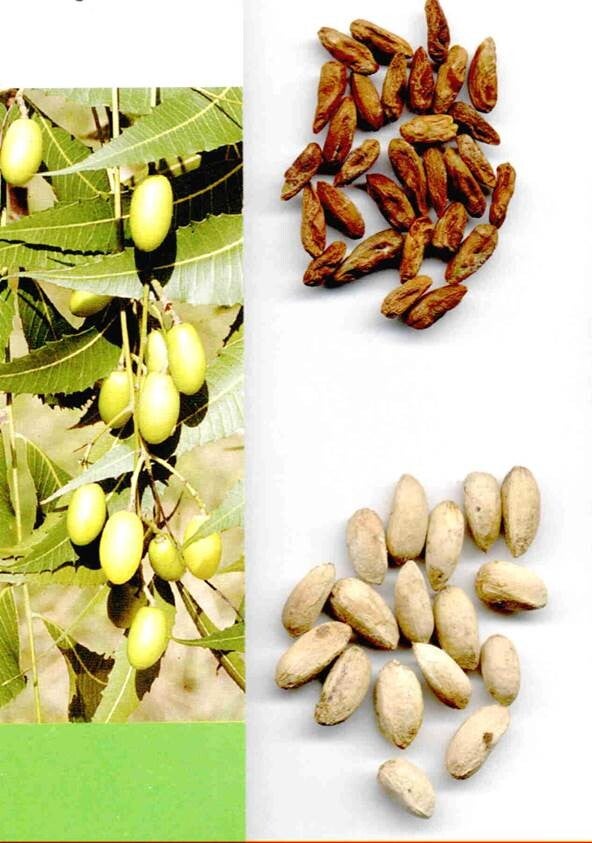 Azadiractina / Sostanze naturali / BIOCONTROLLO | FitoFerti