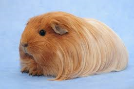 Rassen | Cavia's