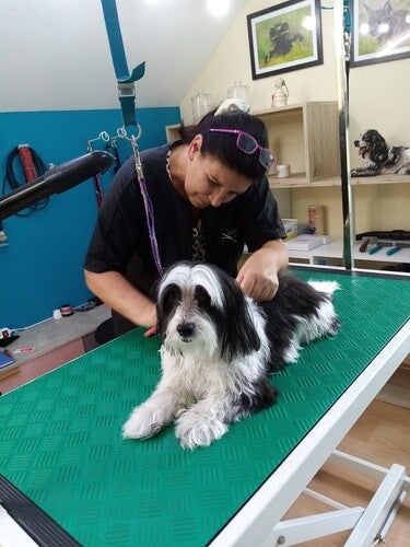 Hundesalon und Ausbildung zum Hundefriseur/alles-fellnase