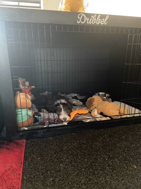 Bench ombouw / Honden en Katten | rwhoutidee.jouwweb.nl