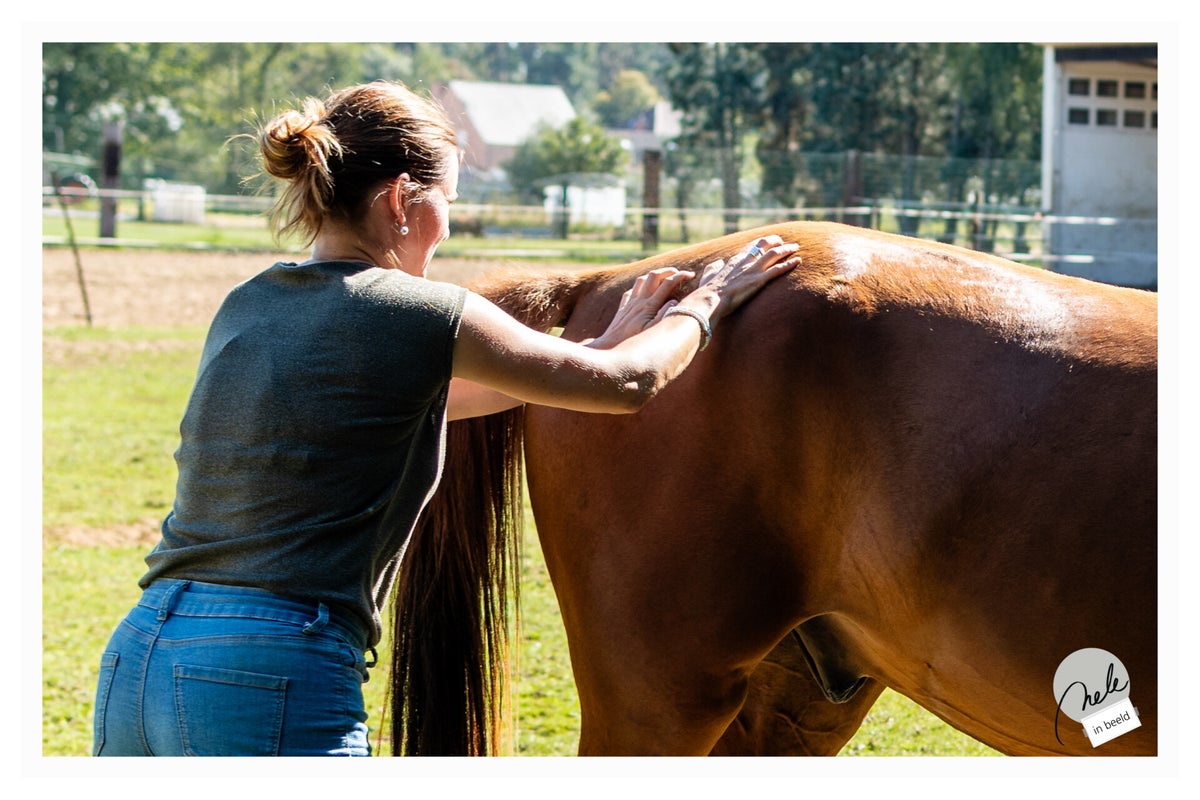 Inschrijvingen shiatsu opleidingen / Webshop | Cavalsano