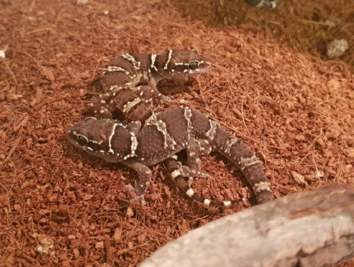 Hagedissen - dieren - terrarium - reptielen