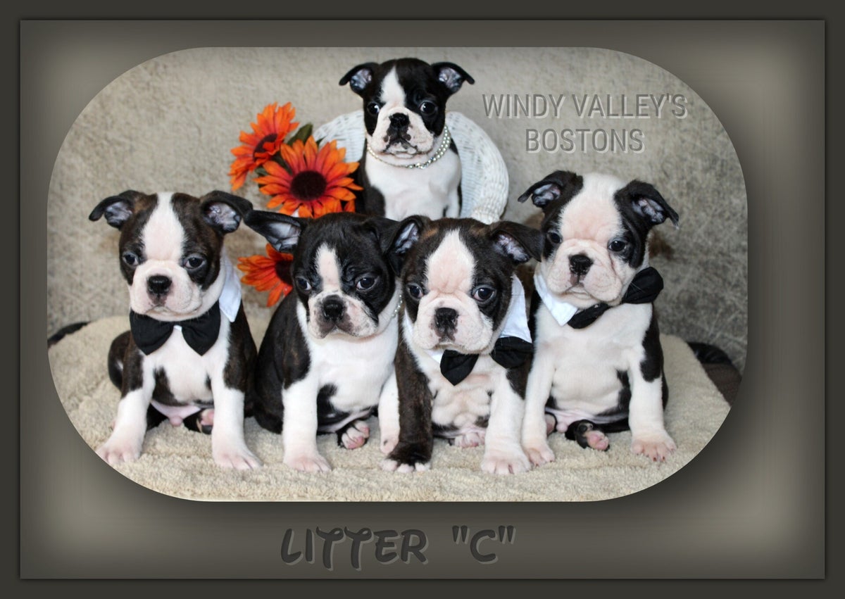 Boston Inn Facilties / ABOUT US | Windy Valleys Boston