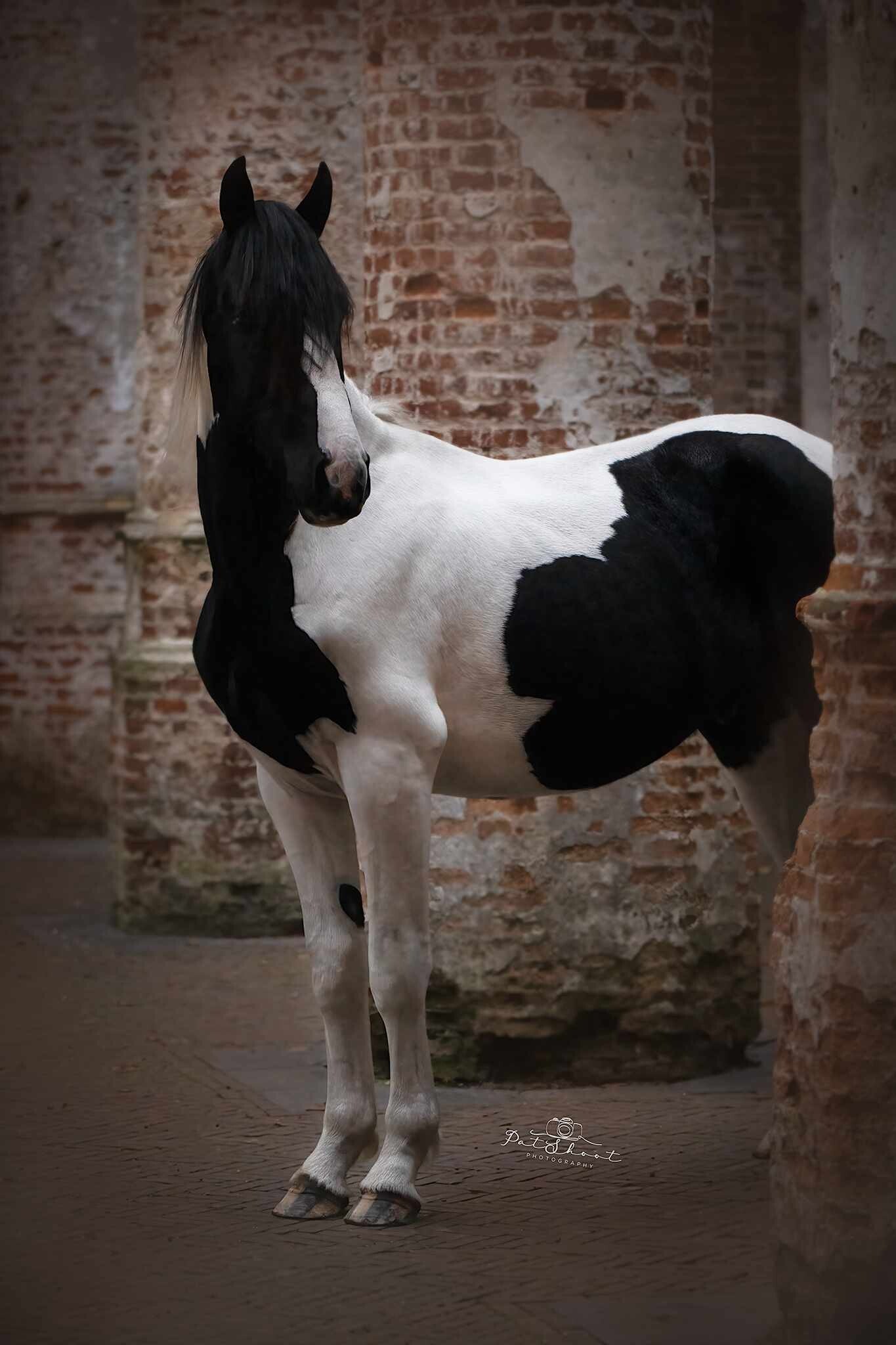 Sdc Stables Homozygous Tobiano Barock Pinto horses.