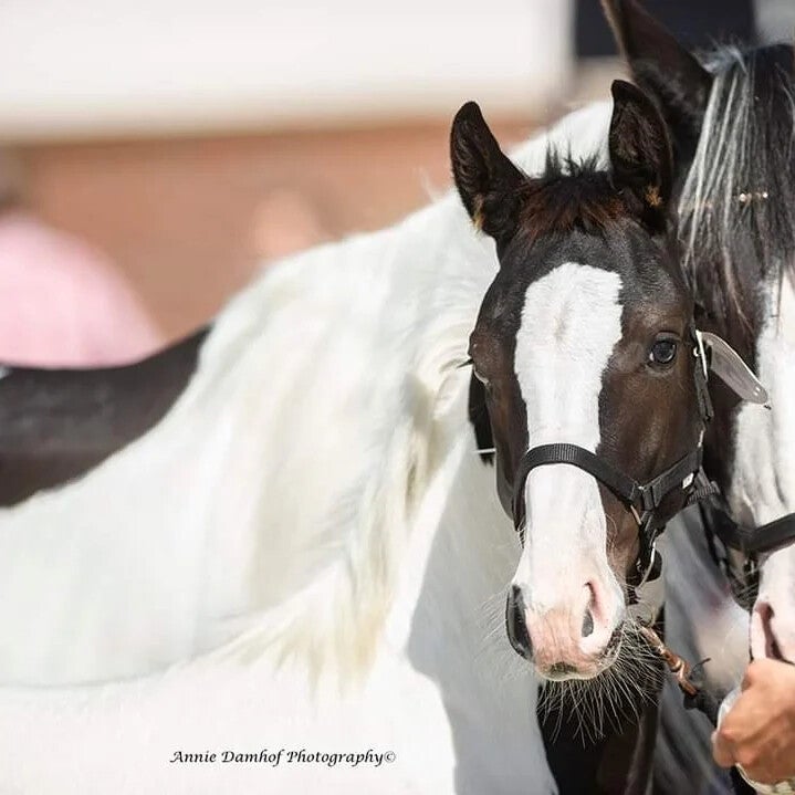 Sdc Stables Homozygous Tobiano Barock Pinto horses.