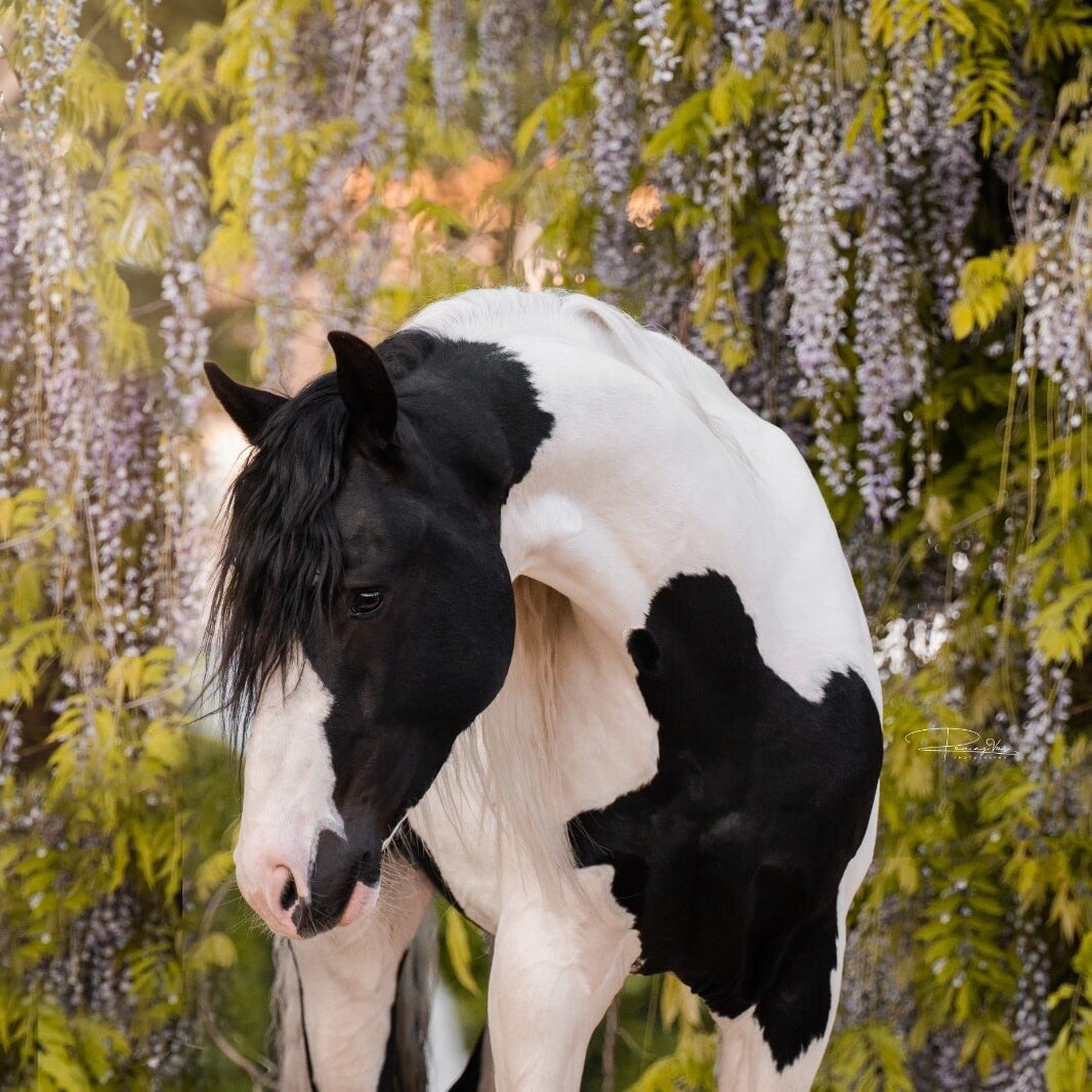 Sdc Stables Homozygous Tobiano Barock Pinto horses.