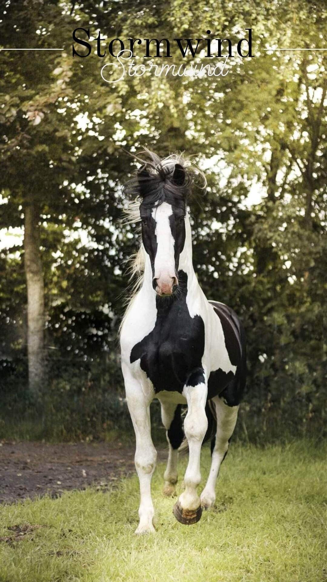 Sdc Stables Homozygous Tobiano Barock Pinto horses.