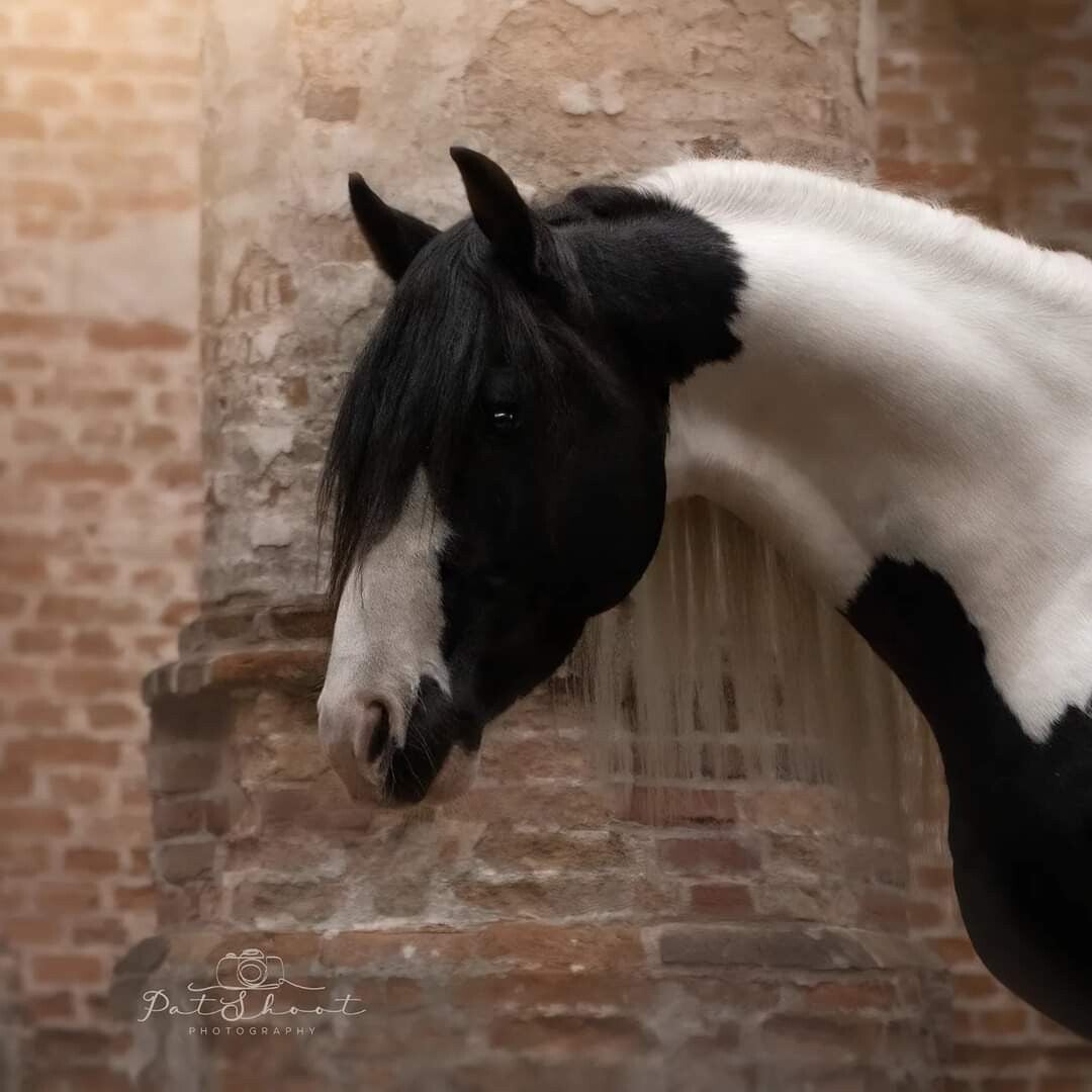 Sdc Stables Homozygous Tobiano Barock Pinto horses.