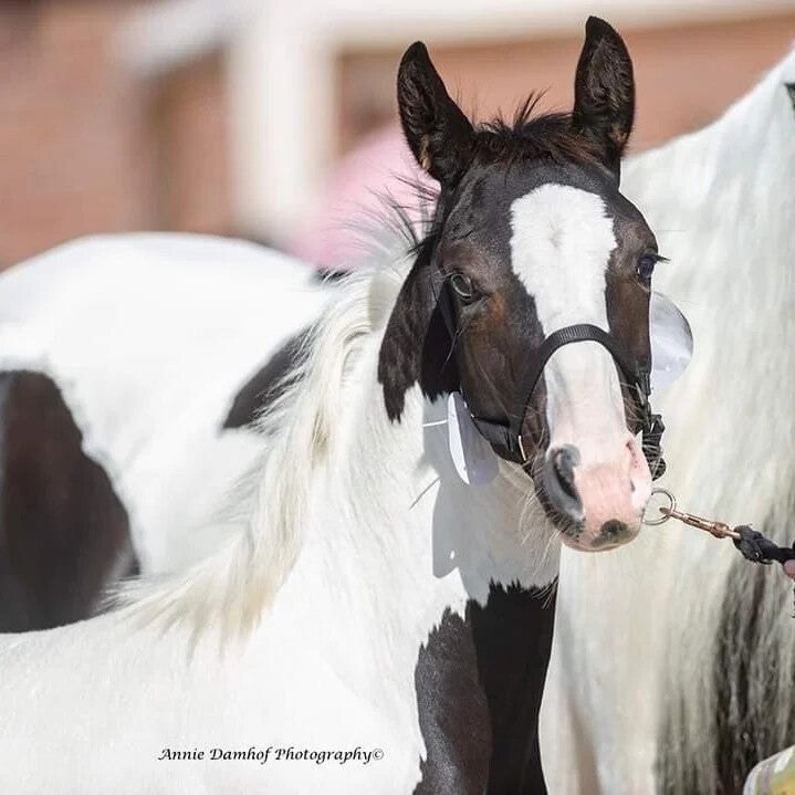 Sdc Stables Homozygous Tobiano Barock Pinto horses.