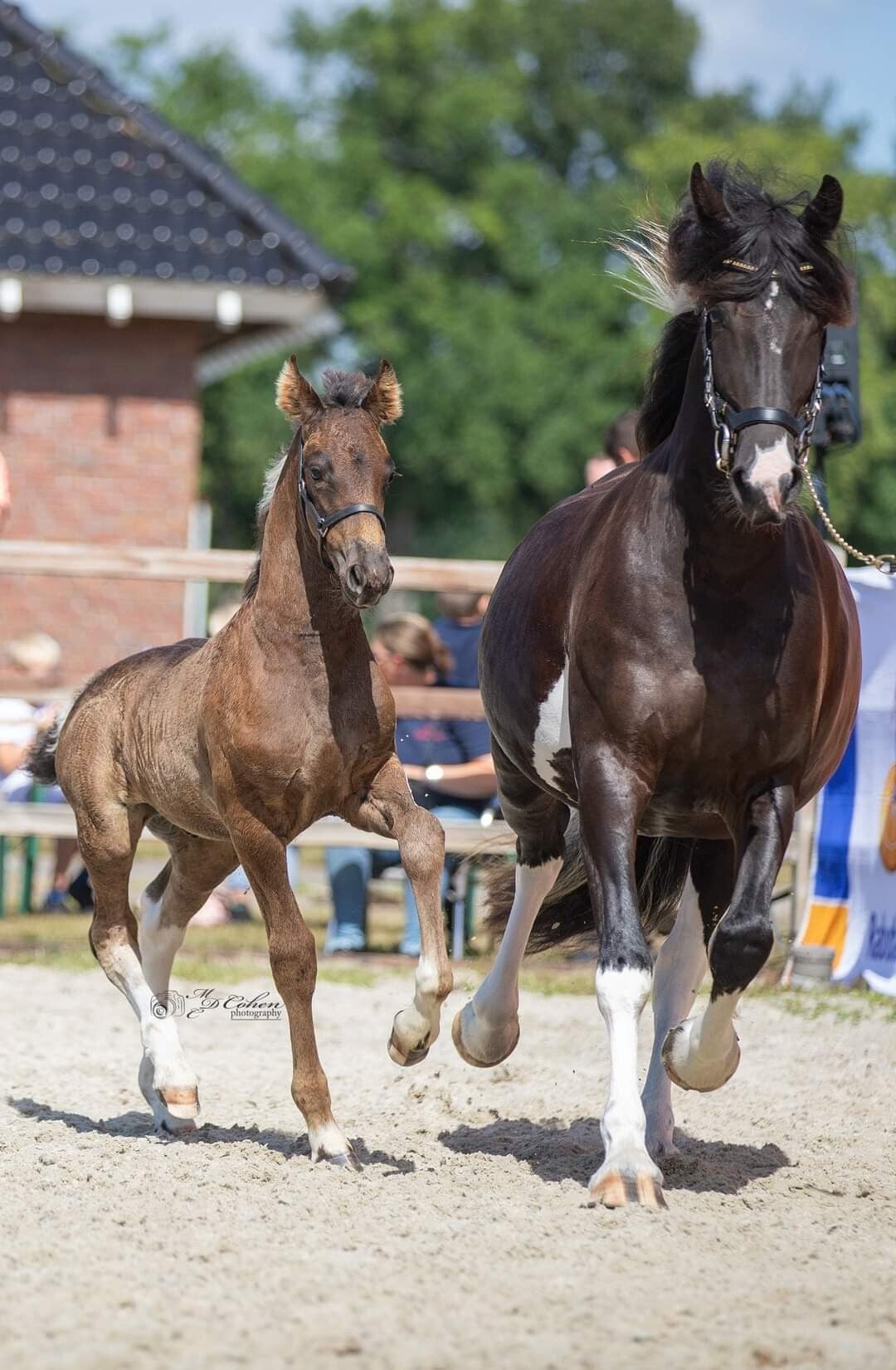 Sdc Stables Homozygous Tobiano Barock Pinto horses.