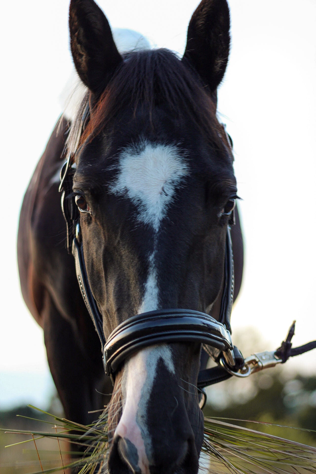 Sdc Stables Homozygous Tobiano Barock Pinto horses.