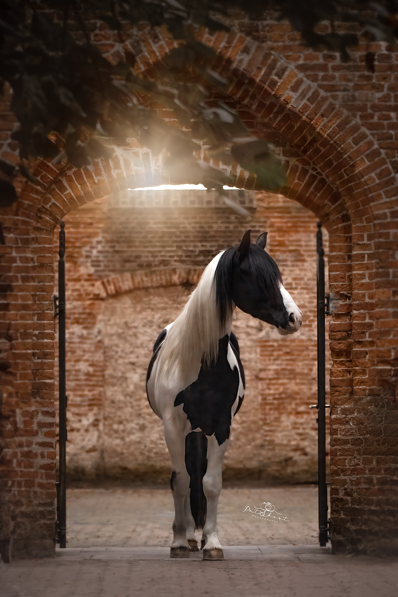 Sdc Stables Homozygous Tobiano Barock Pinto horses.