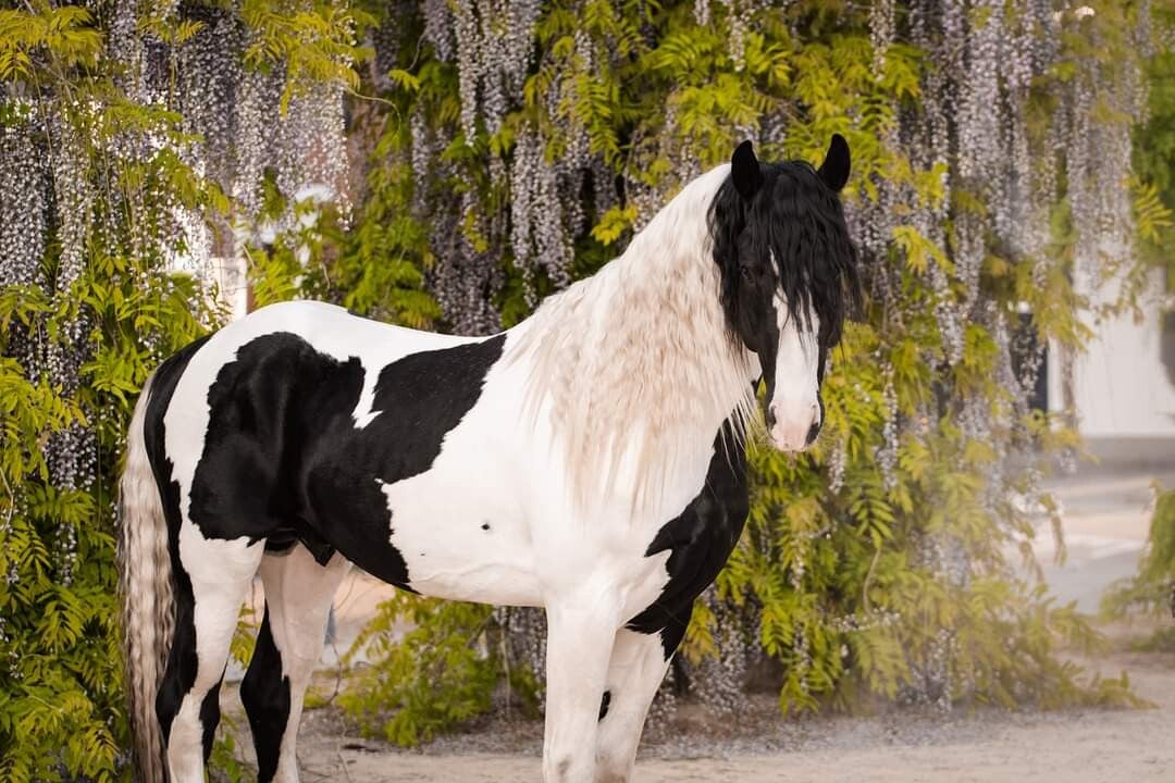 Sdc Stables Homozygous Tobiano Barock Pinto horses.