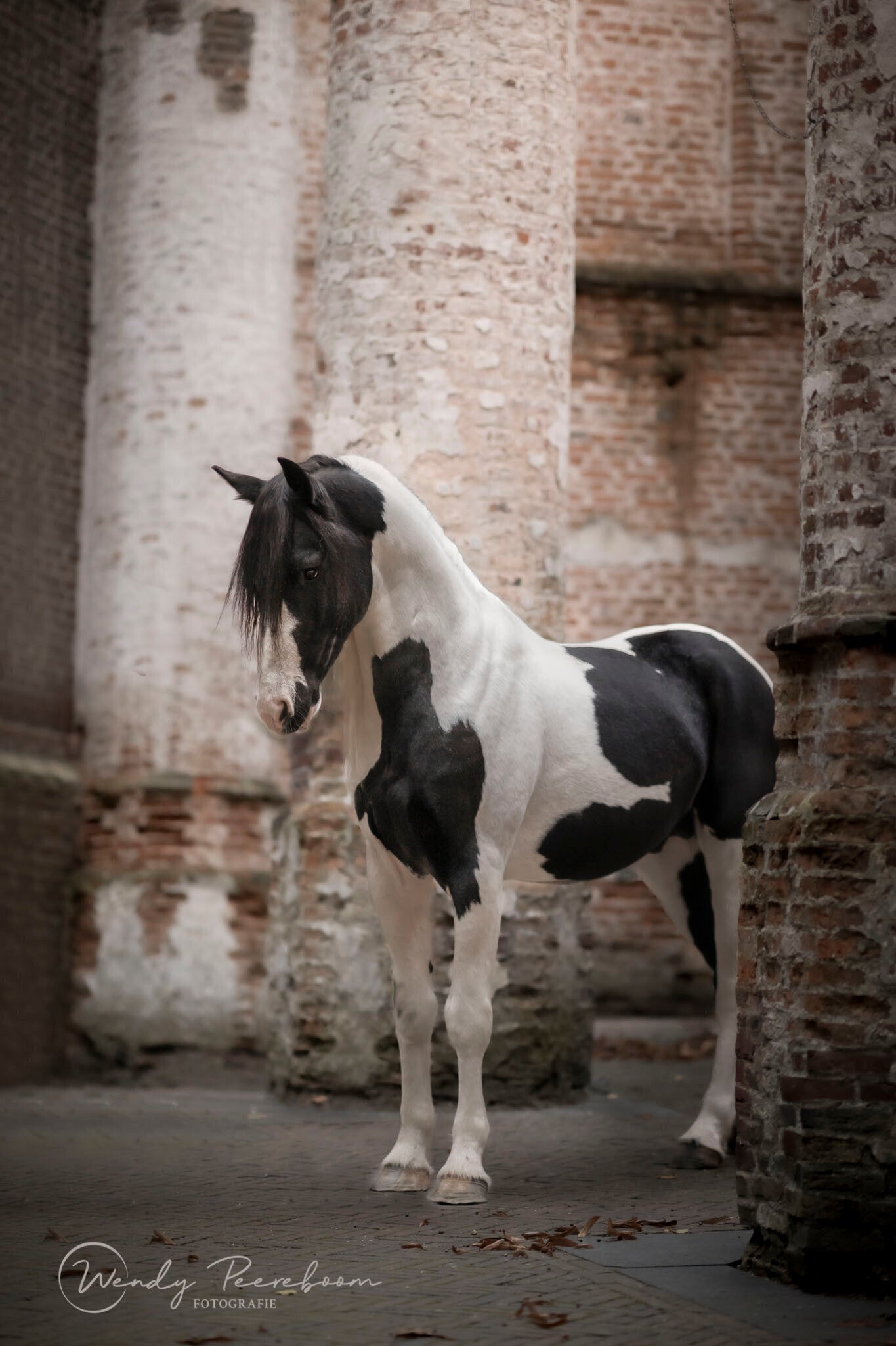 Sdc Stables Homozygous Tobiano Barock Pinto horses.