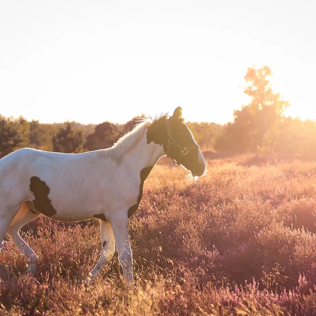 Sdc Stables Homozygous Tobiano Barock Pinto horses.