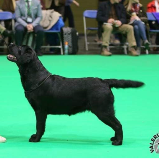Girls | Willokin Labradors