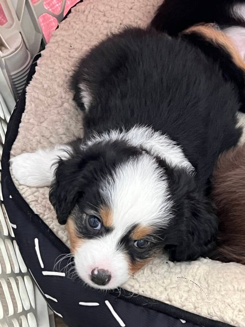 Previous Puppies | Heatherfield Farm Aussalier