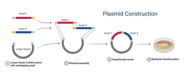 Plasmid Construction | Yimmu LLC
