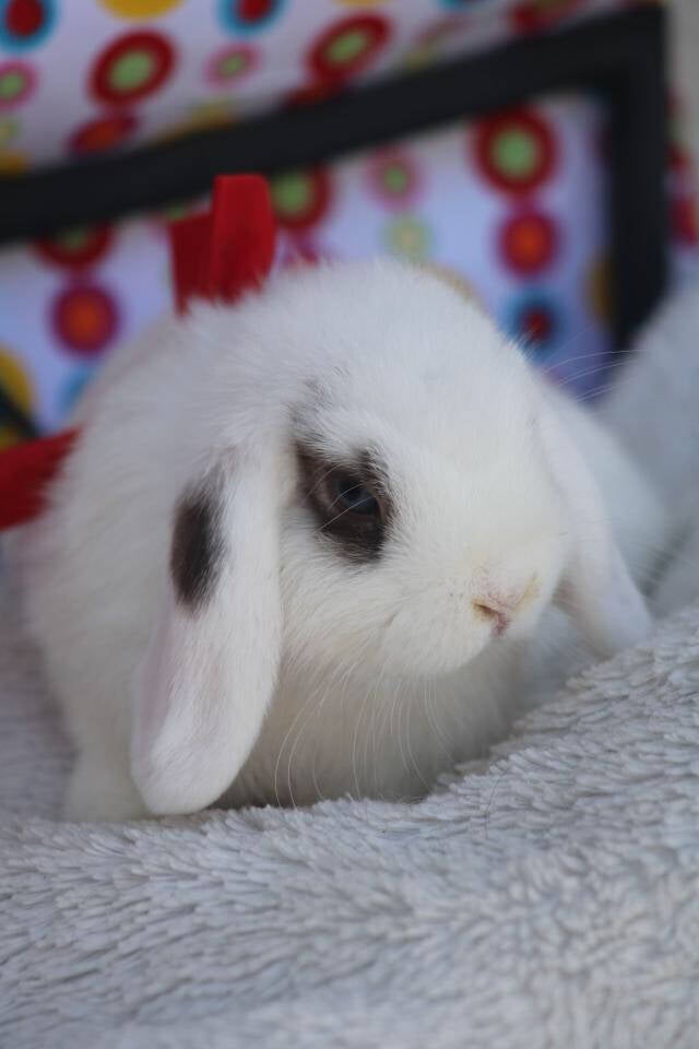 Nos femelles | My_rabbit_farmx