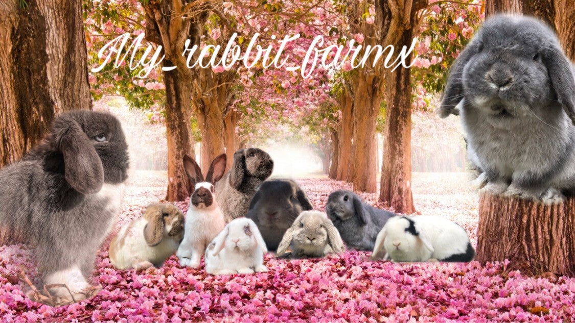 My_rabbit_farmx