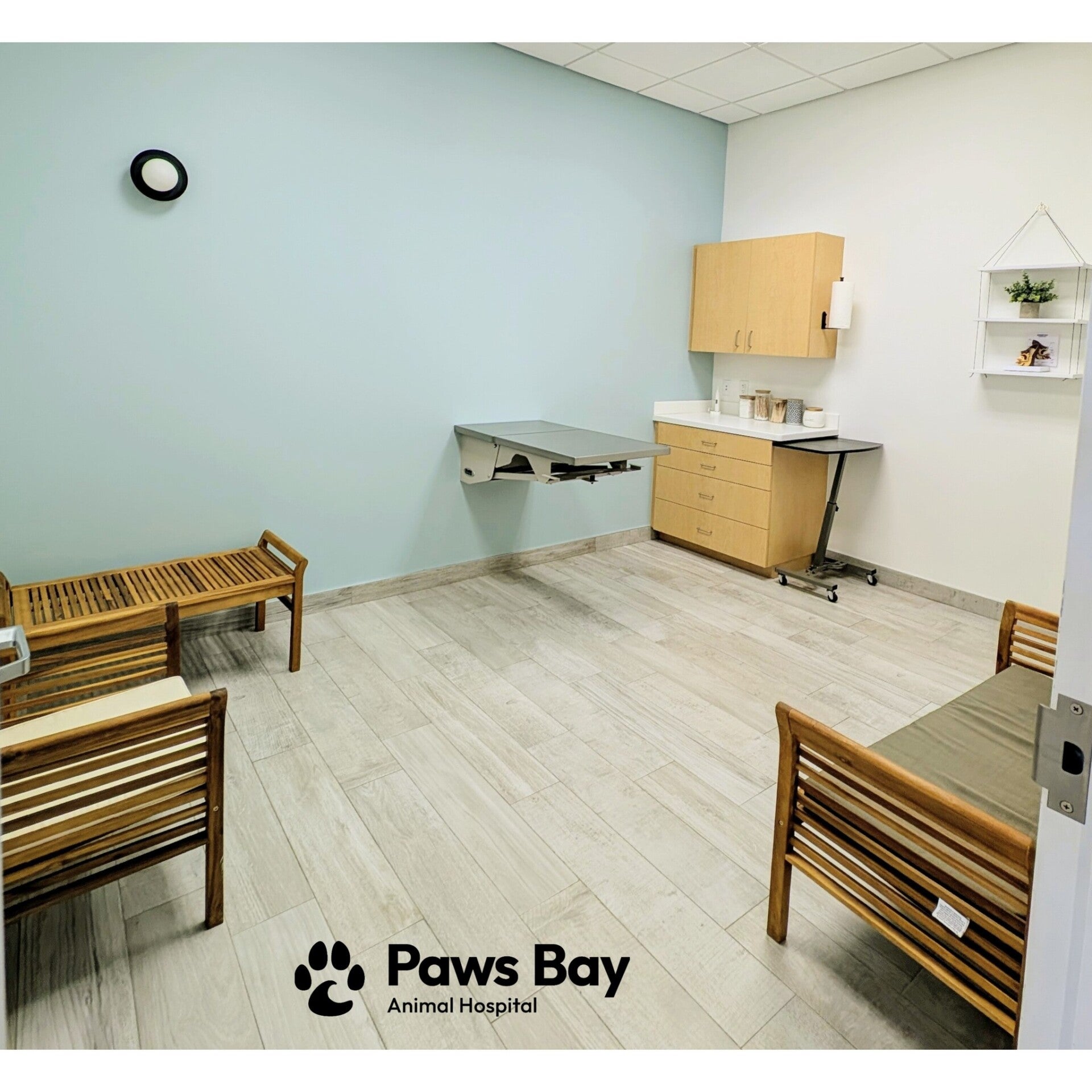 Veterinarian in Oldsmar FL | Same Day Pet Care | Paws Bay Animal Hopsital