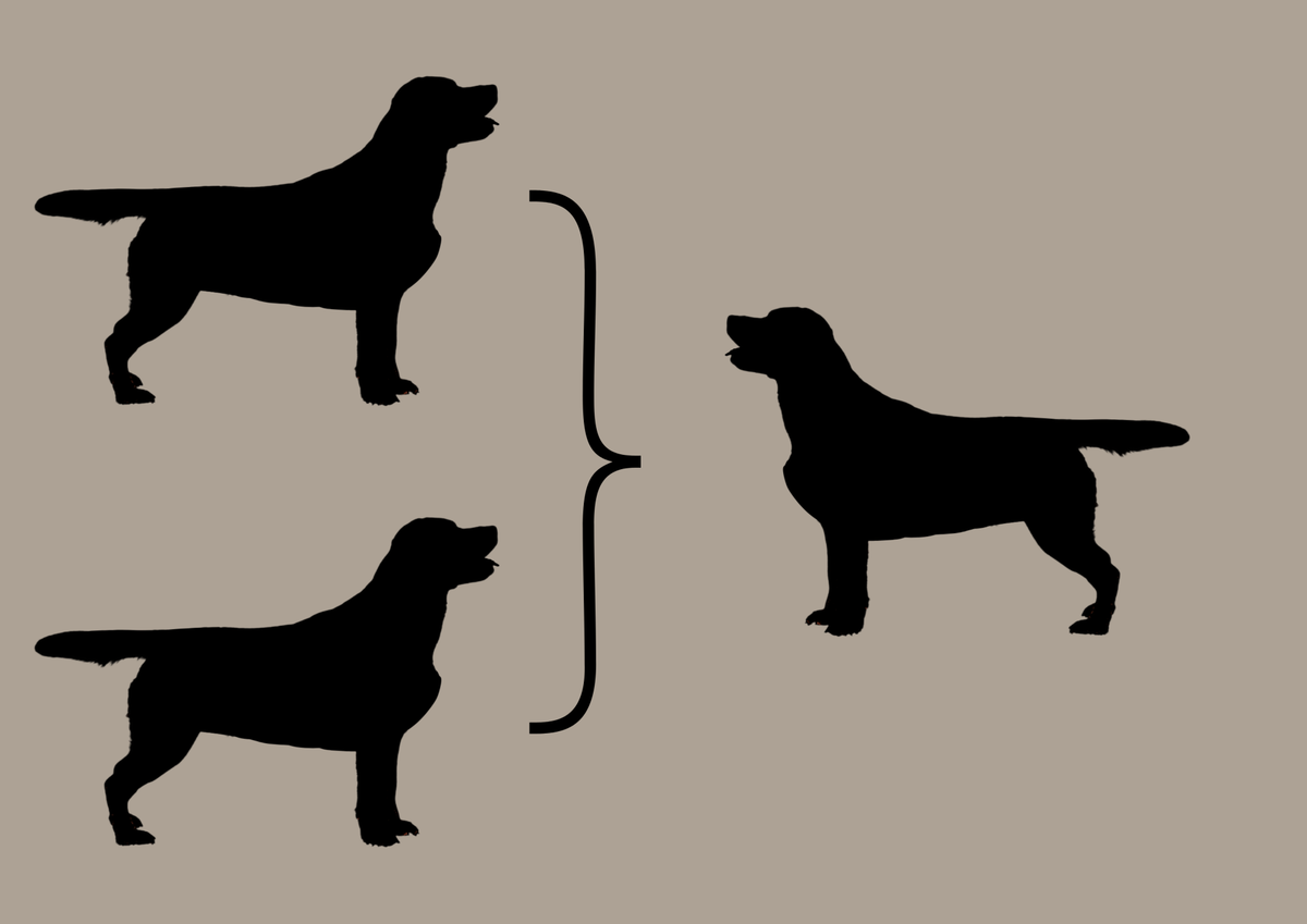 Basic Black / Labrador colors | Laurem Hill Retrīveri