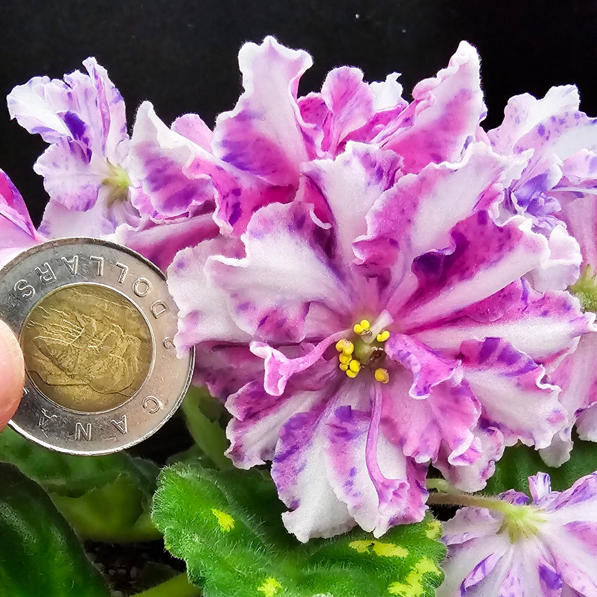 Chimeras / African Violets | Jadelicia's Plant Shop