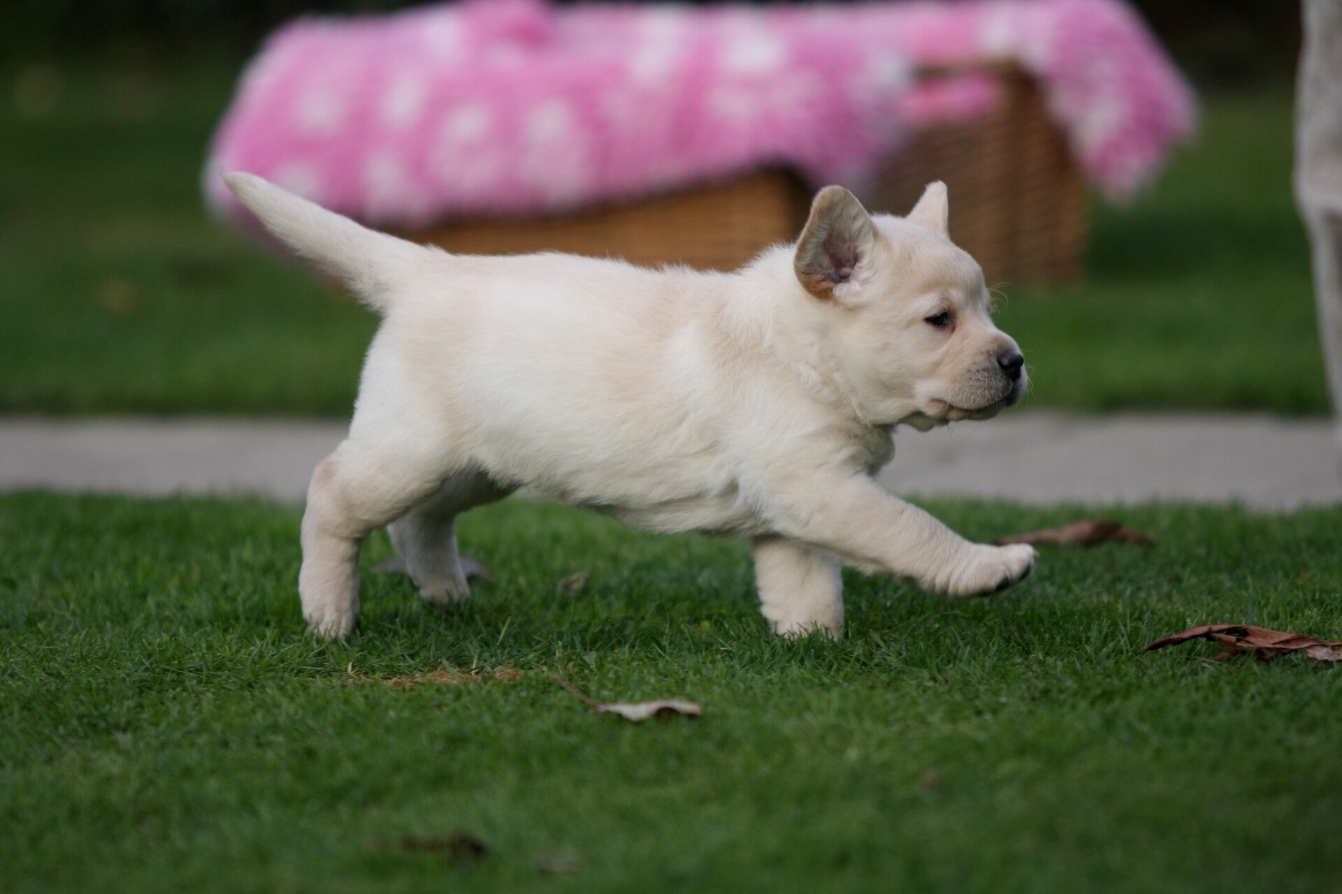 Puppies | Baileydale Labradors