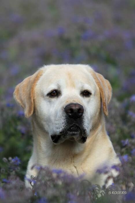 Boys In Memory | Baileydale Labradors