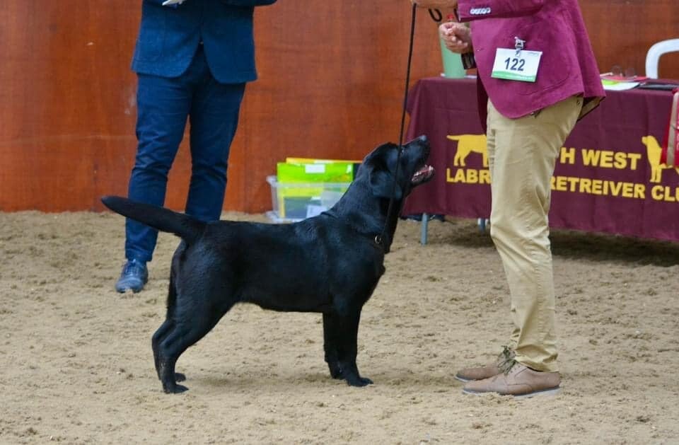 Gallery | Baileydale Labradors