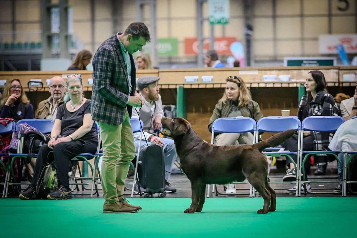 The Boys | Baileydale Labradors