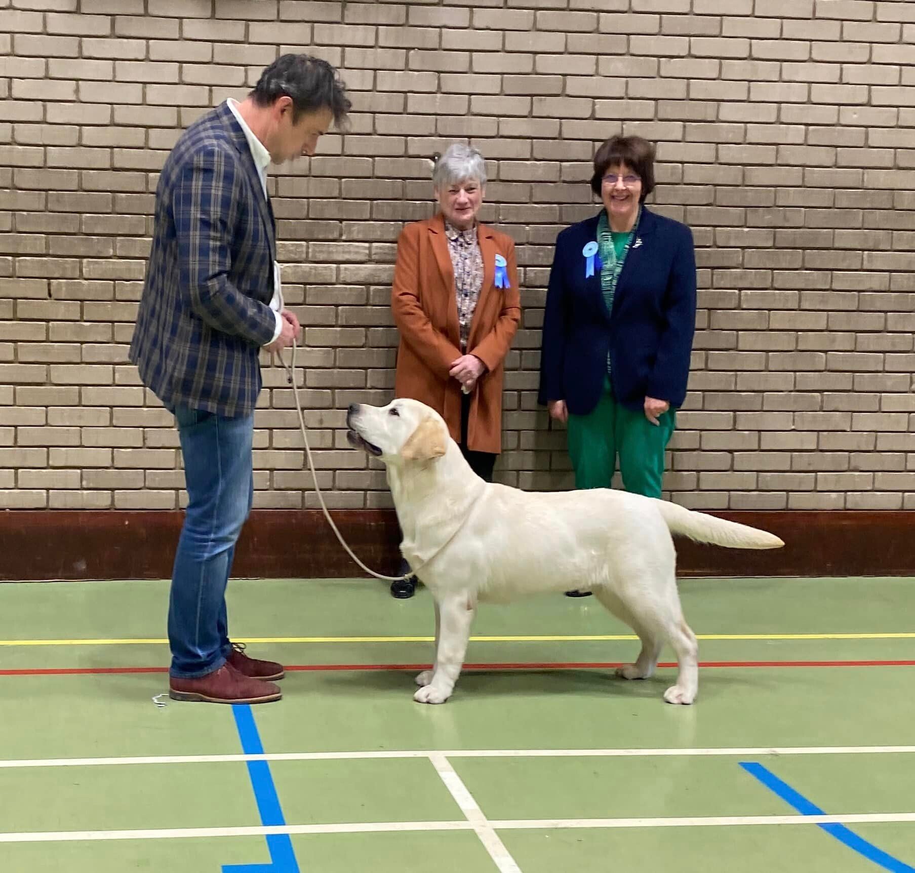 Gallery | Baileydale Labradors