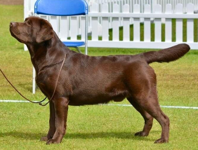 Rumhill Bertie Wooster by Baileydale JW | Baileydale Labradors