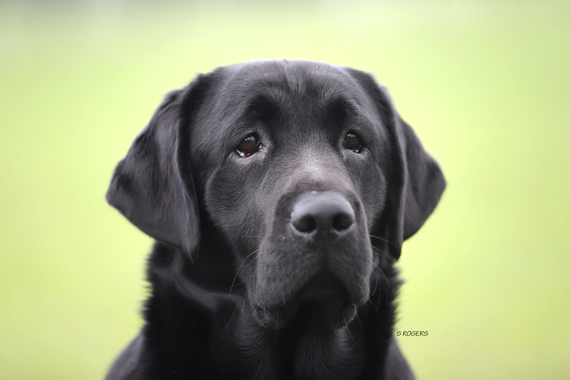 Gallery | Baileydale Labradors